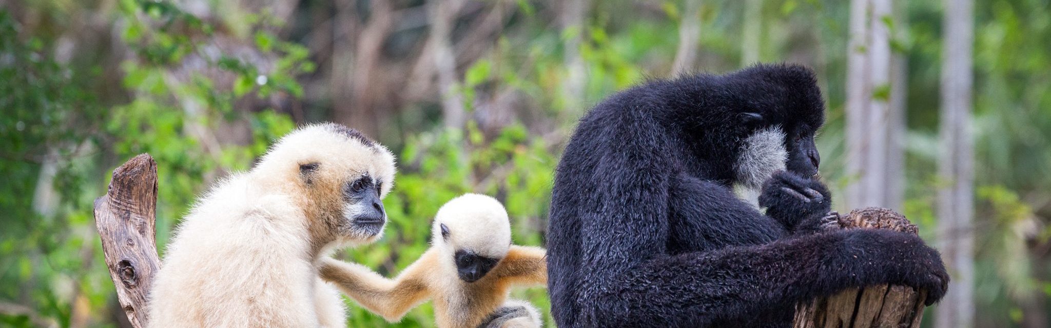 Southern White-cheeked Gibbon: Species in World Land Trust reserves