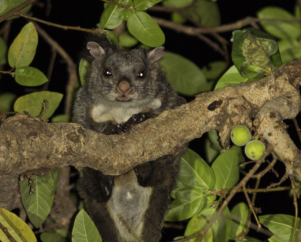 Giant Flying Squirrel Giant' Flying Squirrel Pulled From Ancient