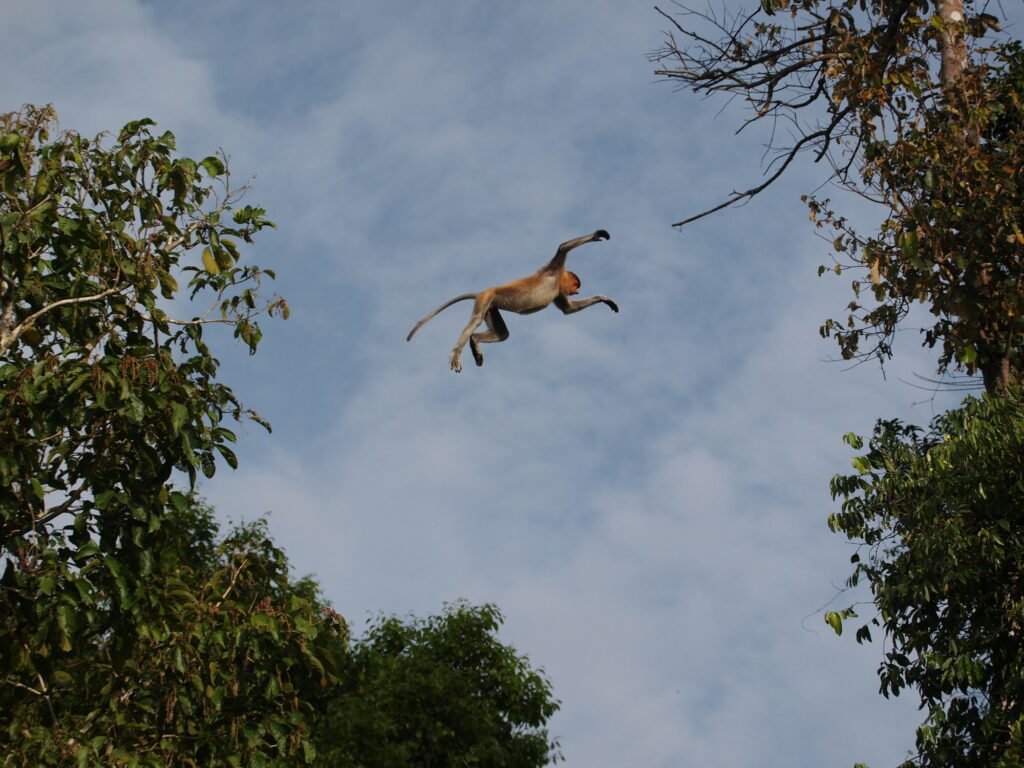 Proboscis monkey: Species in World Land Trust reserves