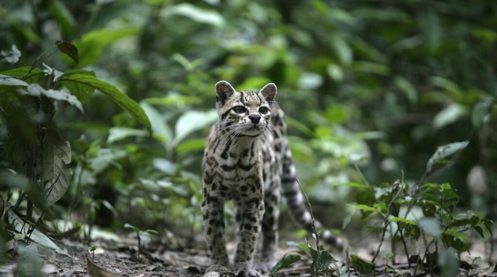 Margay: Species in World Land Trust reserves
