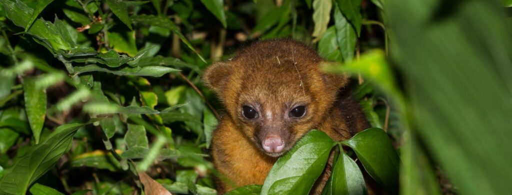Kinkajou: Species in World Land Trust reserves