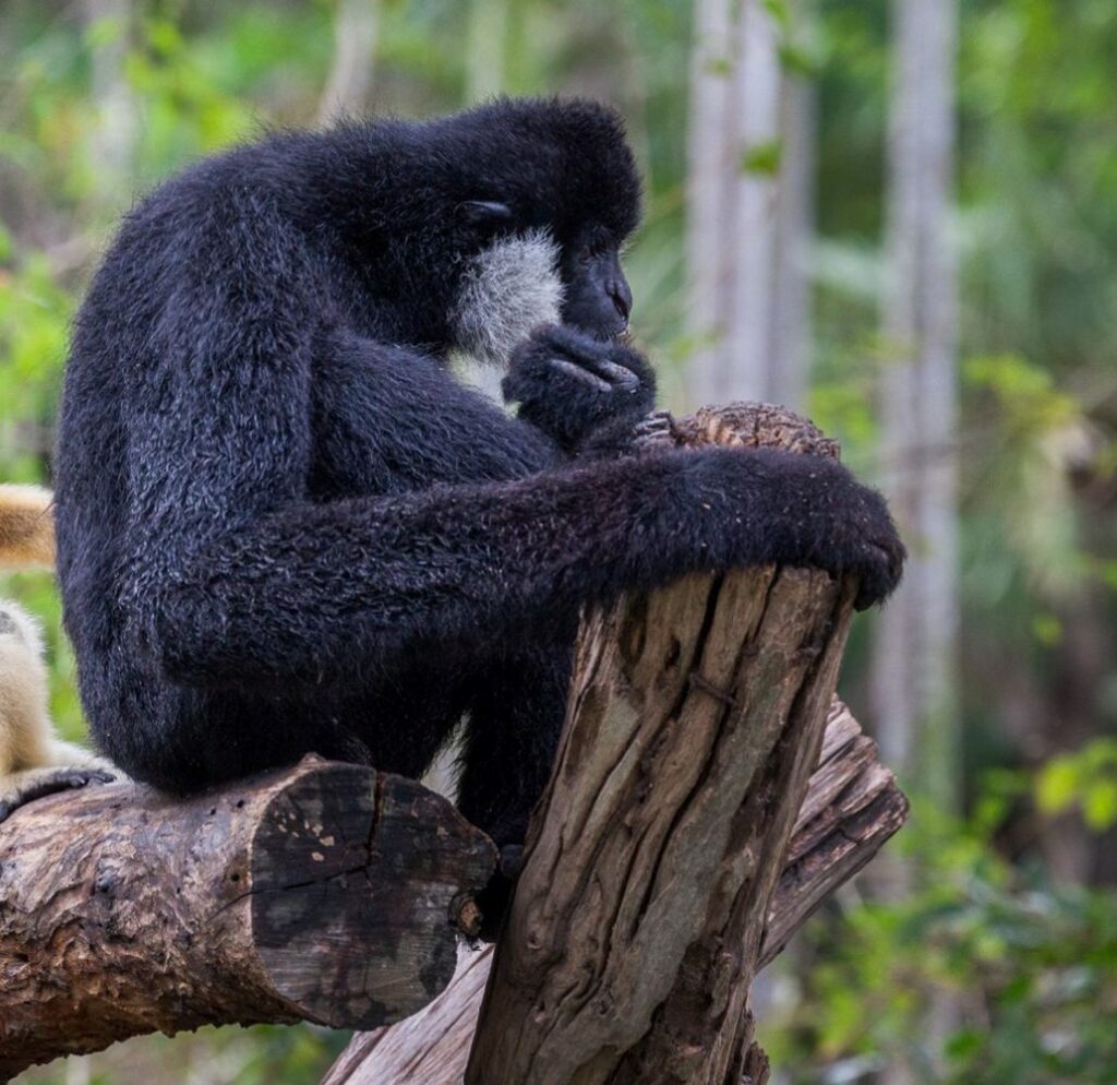 Southern White-cheeked Gibbon: Species in World Land Trust reserves
