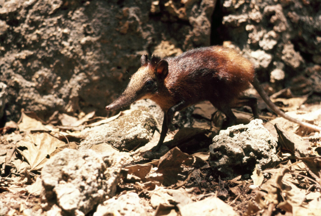 Golden-rumped Elephant Shrew - World Land Trust