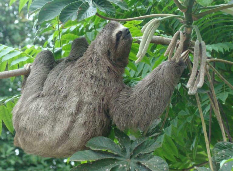Brown-throated Sloths Thrive at REGUA - World Land Trust