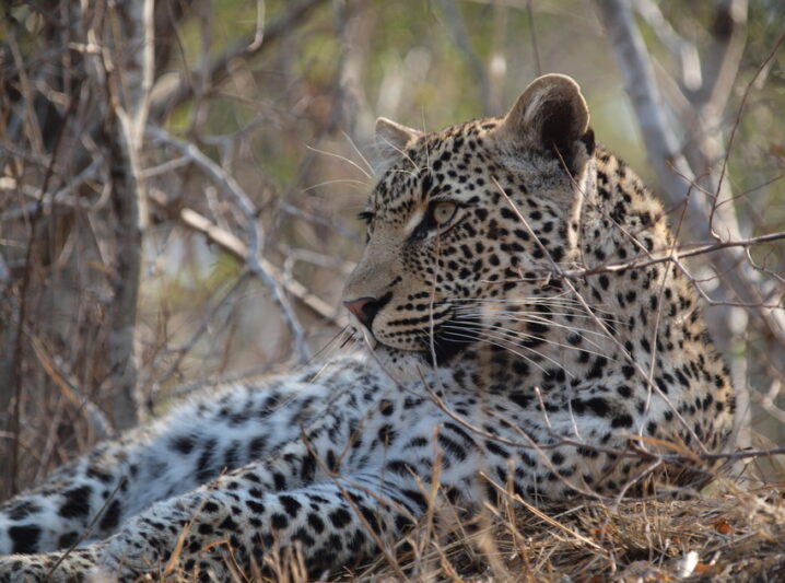 National Endangered Species Day - Following a Well-Travelled Leopard in ...