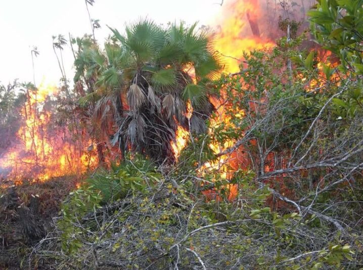 Guardians of the Forest Saved Belize’s Natural Treasures during ...