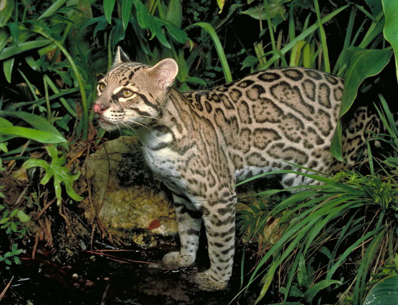 Back to Belize: Why Maya Forest renews WLT’s decades-old vision for a ...