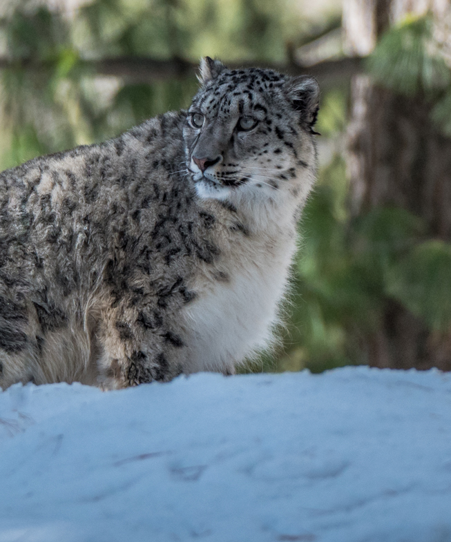Snow Leopards Prey Charts Snow Leopard With Bharal Prey, Serxu County,