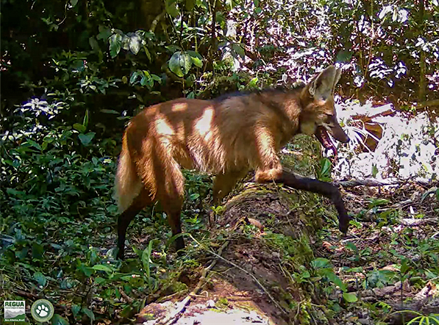 Maned Wolf filmed on camera trap in Brazil’s Atlantic Forest