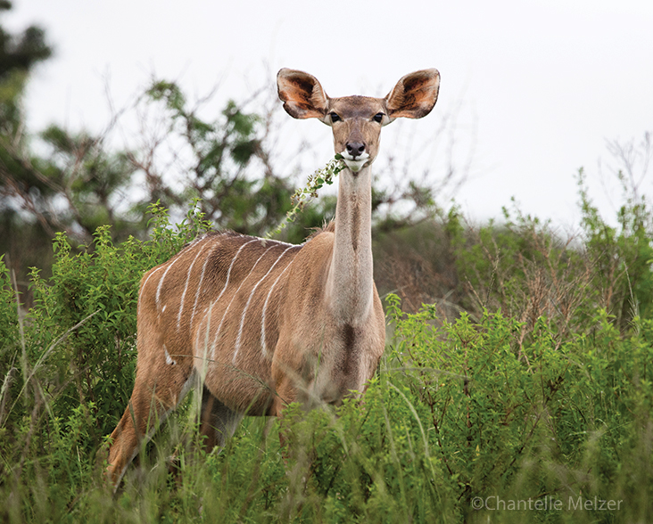 Greater Kudu (Tragelaphus strepsiceros)