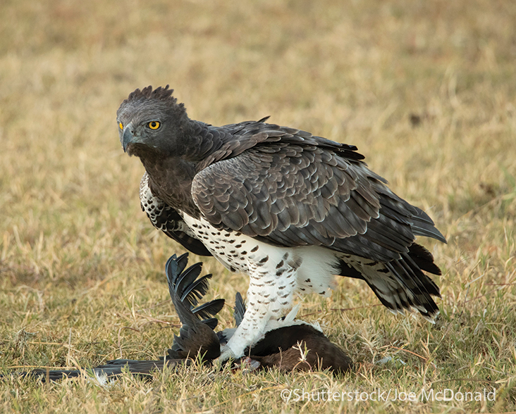 Martial Eagle Meet The Martial Eagle: One Of Africa's Mightiest Raptor