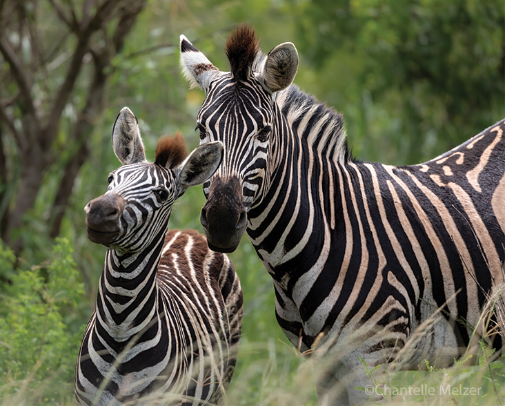 Plains Zebra (Equus quagga)