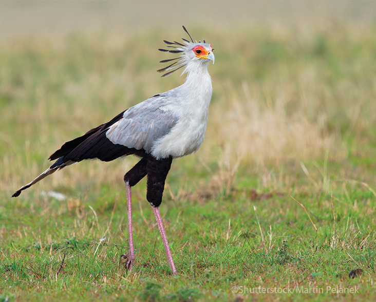 Secretarybird (Sagittarius serpentarius)