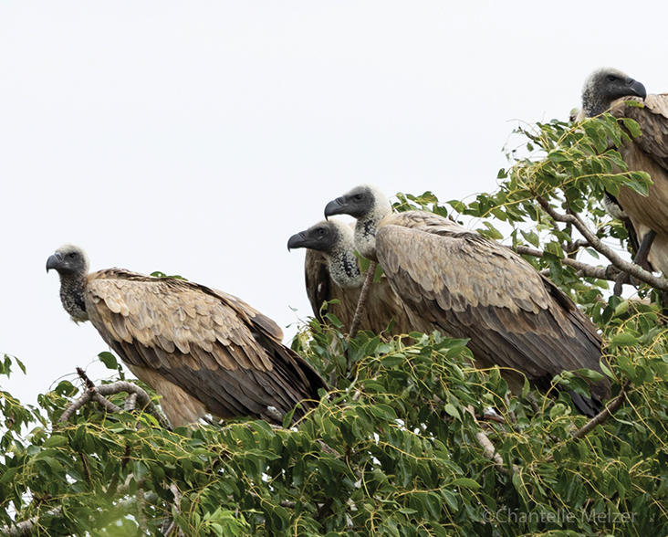 White-backed Vulture (Gyps africanus)