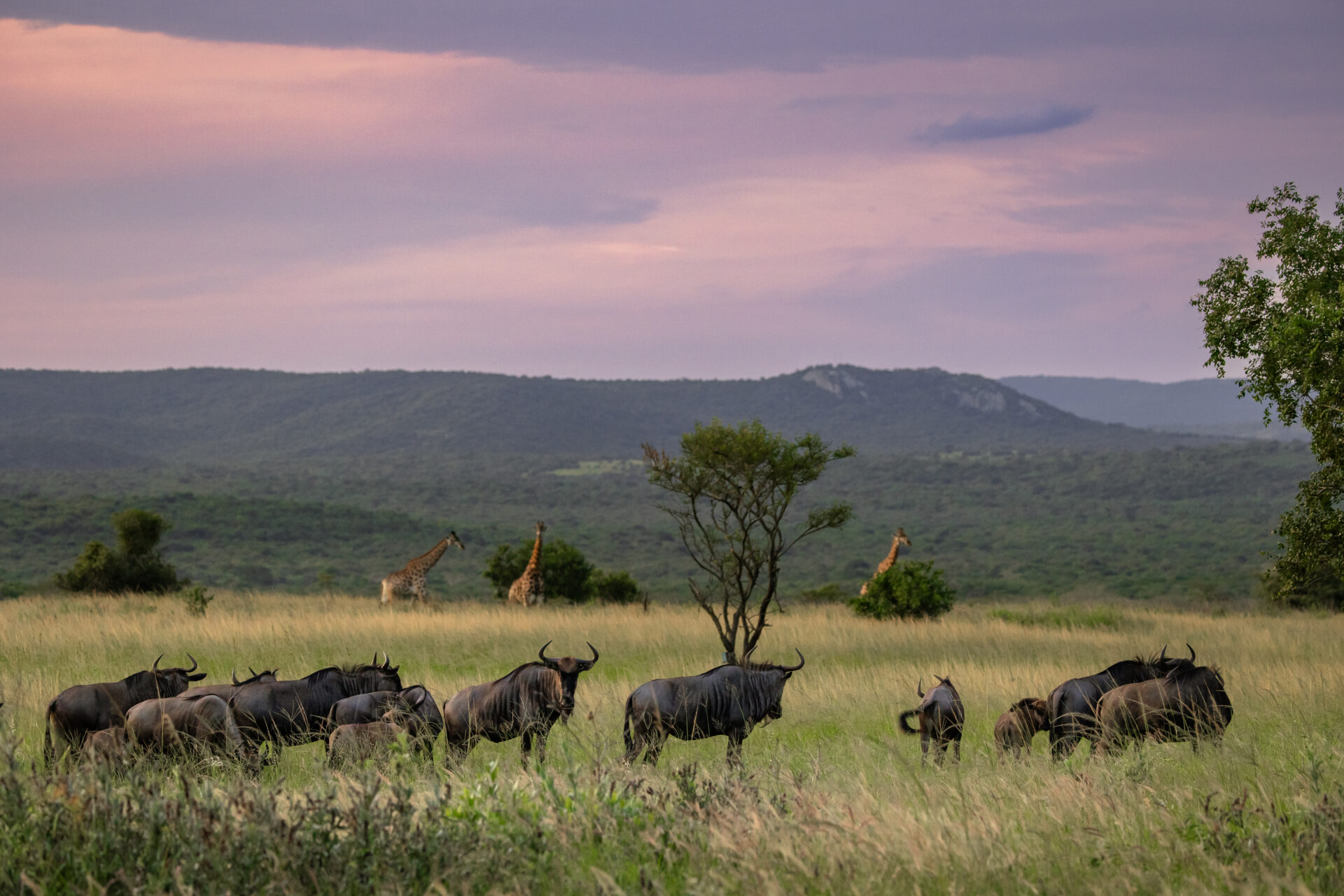 Wild Encounters with Wild Tomorrow