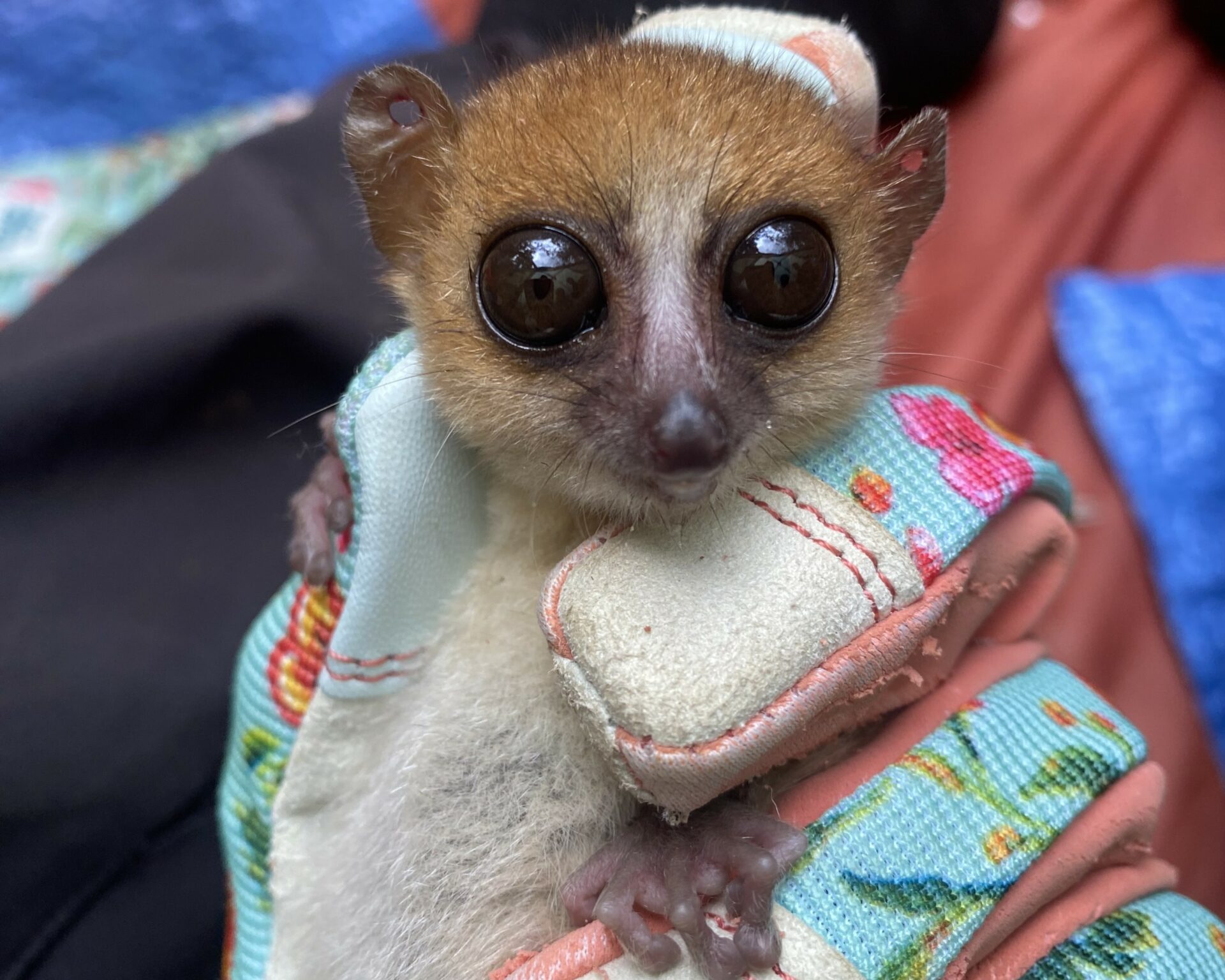 Cute Mouse Lemur