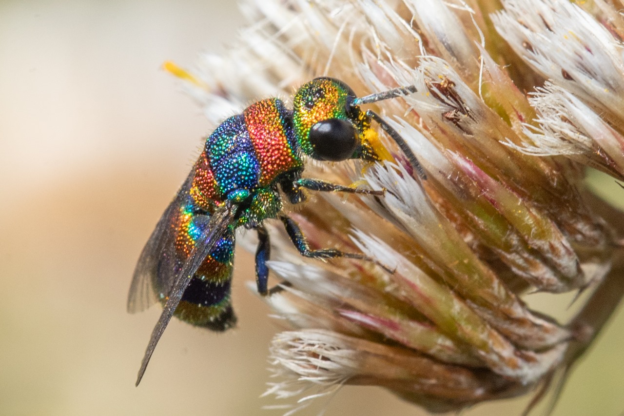 Rainbow Wasps in Renosterveld