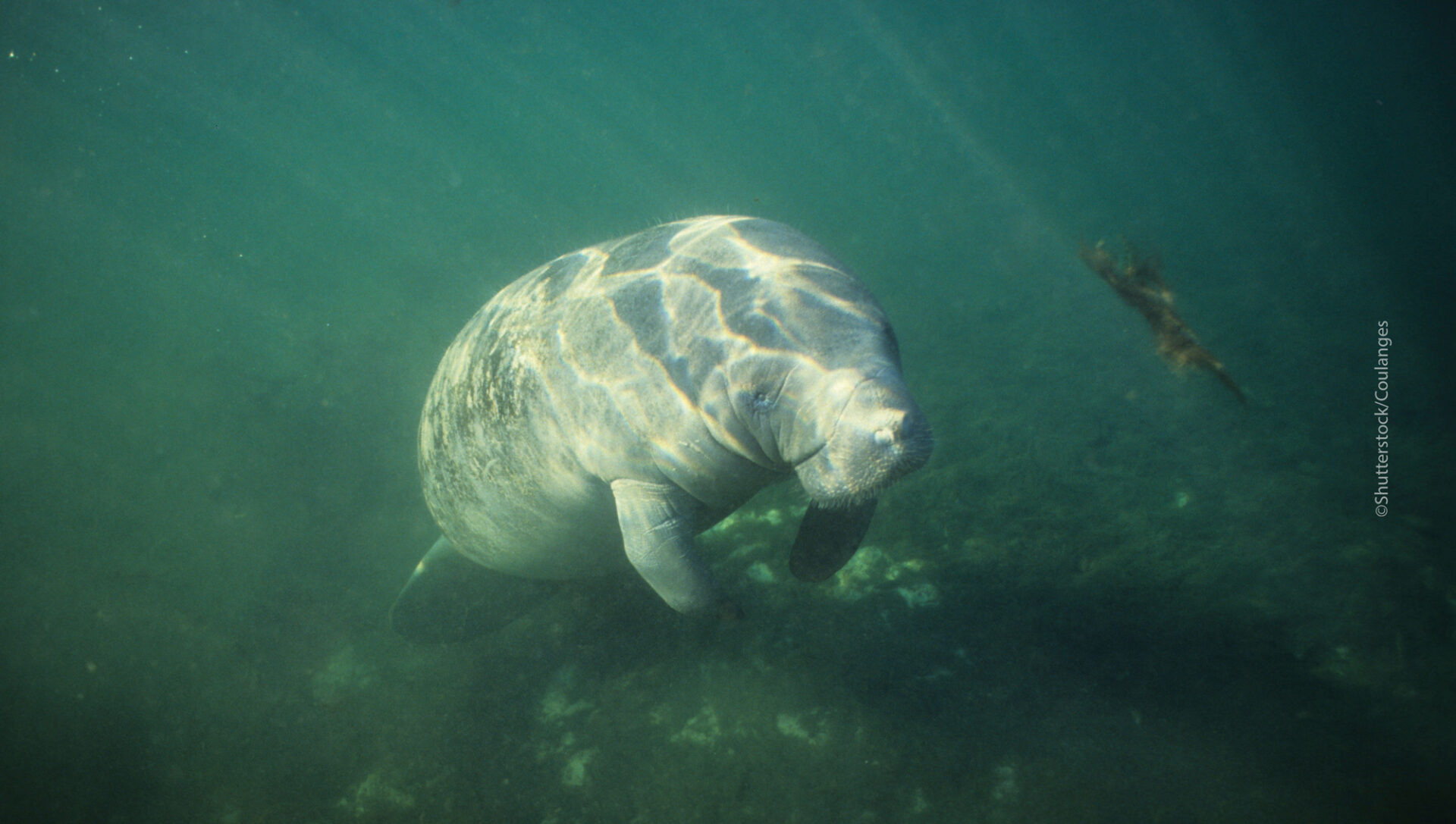 Amazonian Manatee (Trichechus inunguis)