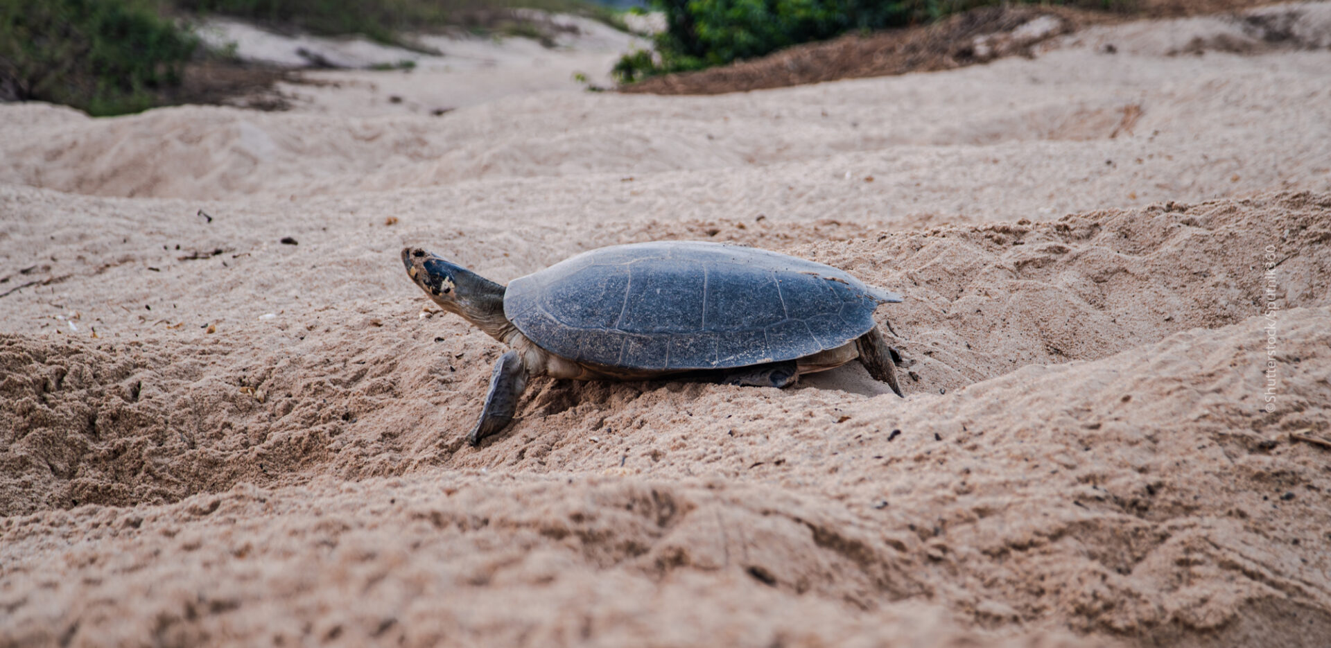 South American River Turtle (Podocnemis expansa)