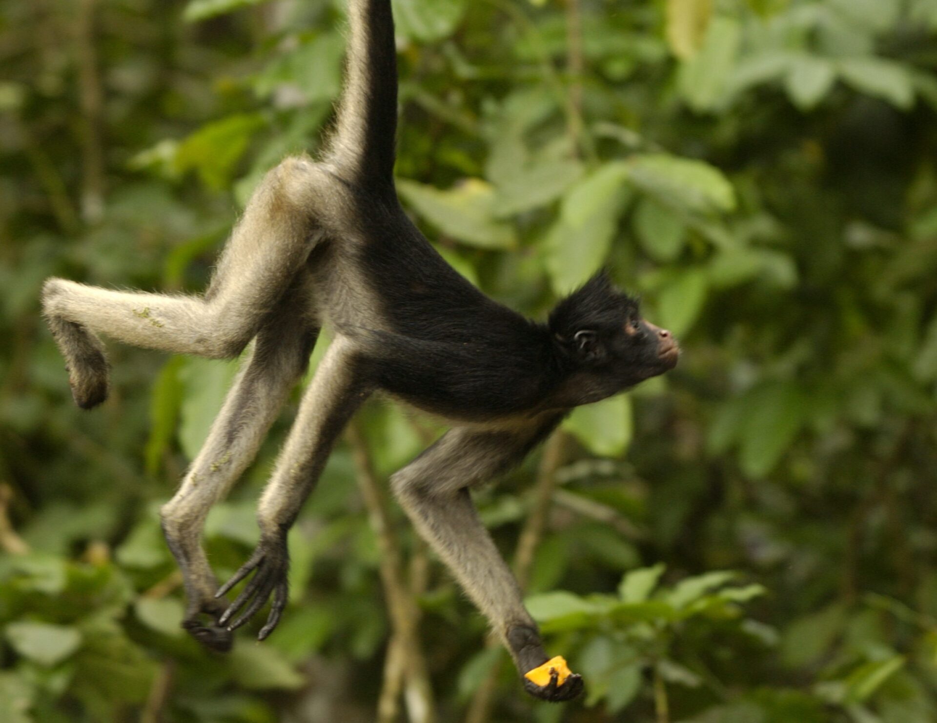 The White-Bellied Spider Monkey: A Guardian of the Amazon Rainforest