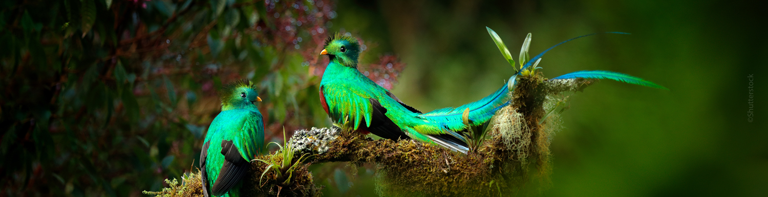 Resplendent Quetzal (Pharomachrus mocinno)