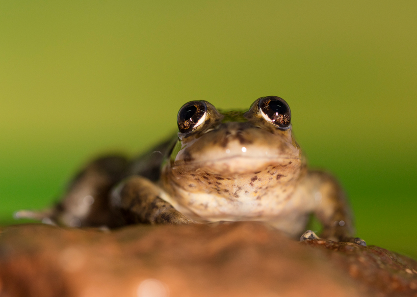 15% increase in unique frog population at the Somuncurá Plateau