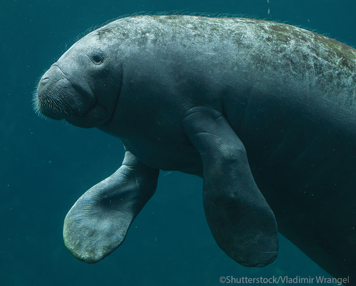 Meeting the Manatees of the Middle Magdalena Valley