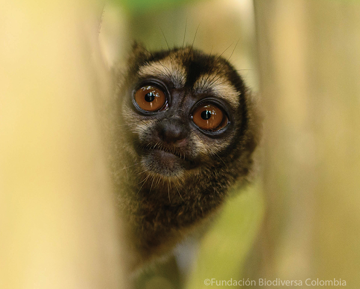 Grey-handed Night Monkey (Aotus griseimembra)