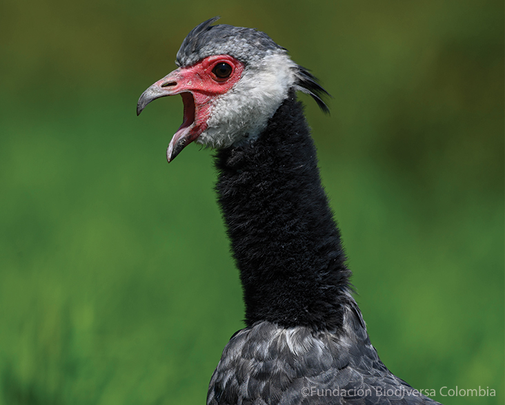 Northern Screamer (Chauna chavaria)