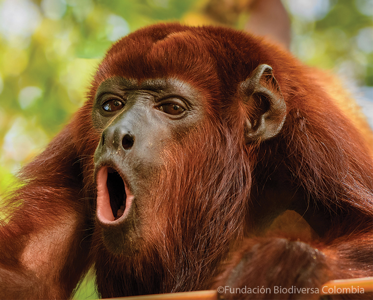 Colombian Red Howler Monkey (Alouatta seniculus)