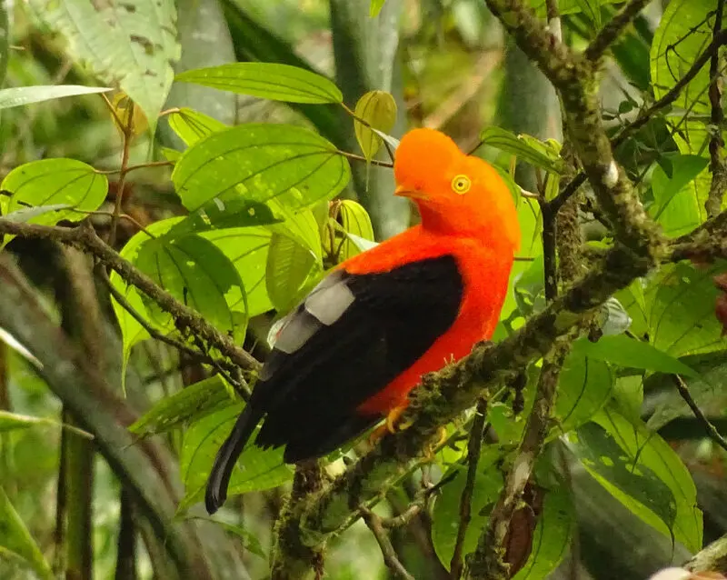 Andean Cock-of-the-rock - World Land Trust