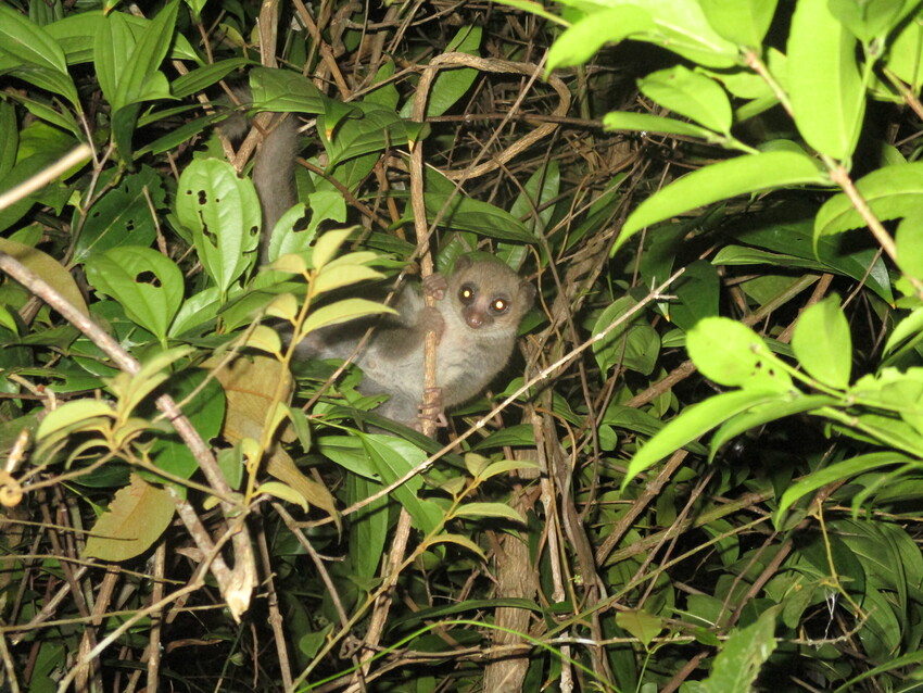 Meet the amazing animals of Madagascar - World Land Trust