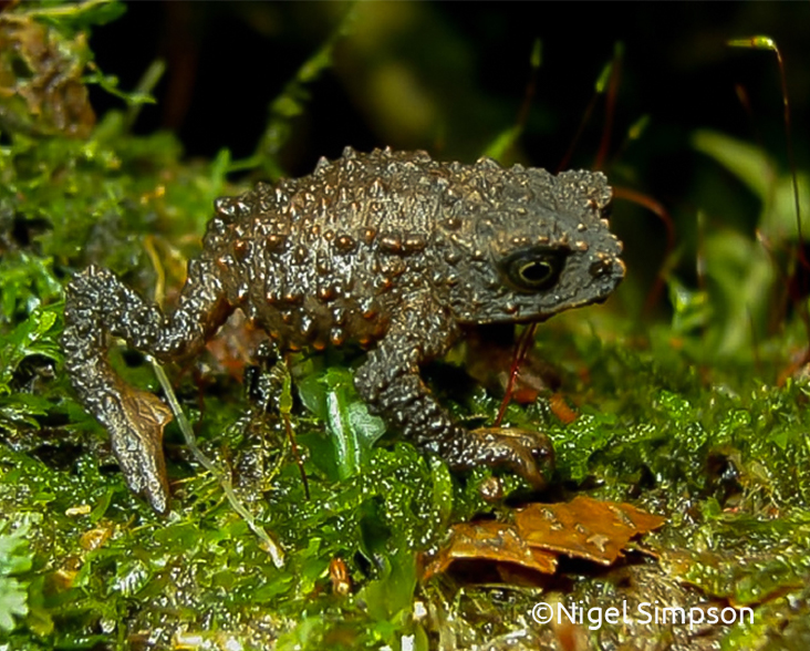 Simpson’s Plump Toad - World Land Trust
